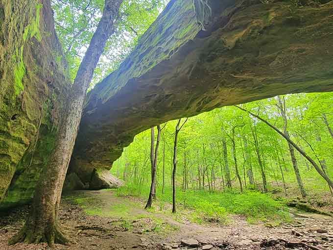 Spring green explodes beneath the sweeping rock overhang, creating a natural shelter that's stood for millennia.