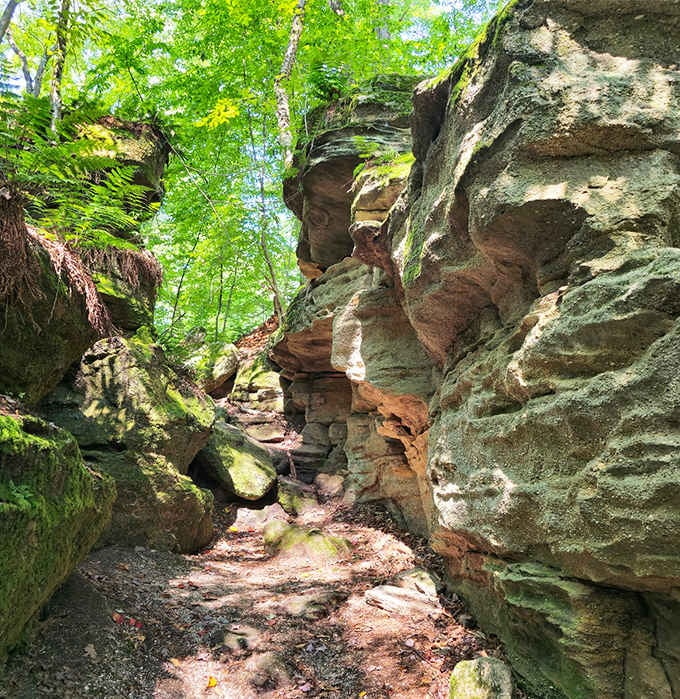 Massive boulders create natural tunnels and caves, turning the forest floor into an adventure playground for grown-ups.
