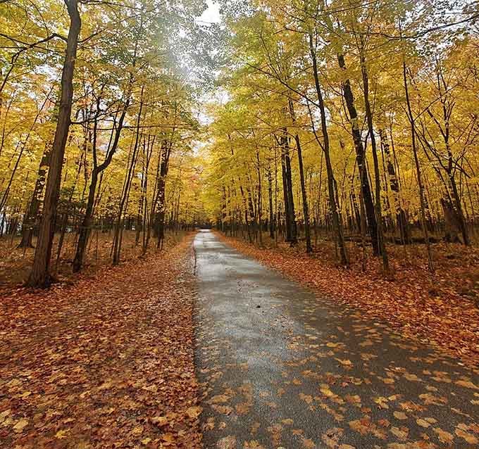 The paved loop stretches ahead through autumn's finest work, where trees stand shoulder-to-shoulder like old friends catching up.