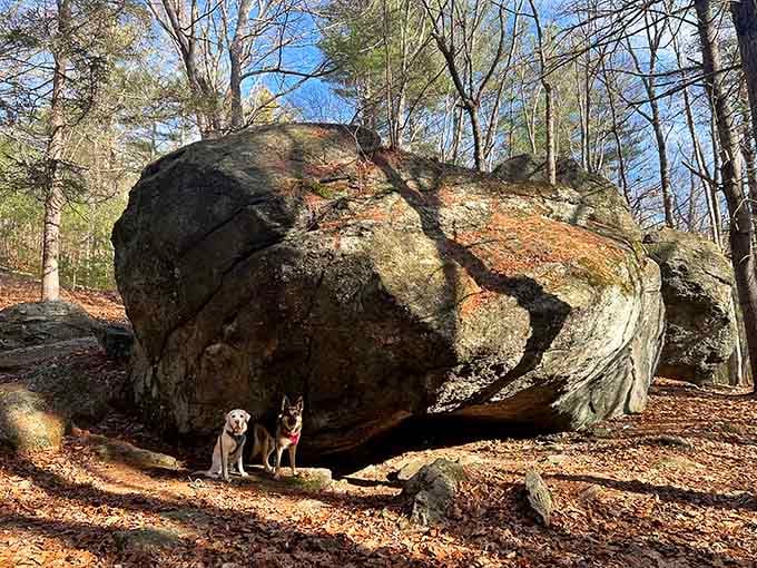 Two patient pups pose beneath a house-sized boulder that's been balanced here since the glaciers retreated millennia ago.