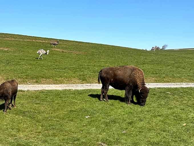 When bison and ostriches share the same hillside, you know you've found Pennsylvania's most unexpected safari adventure waiting to happen.