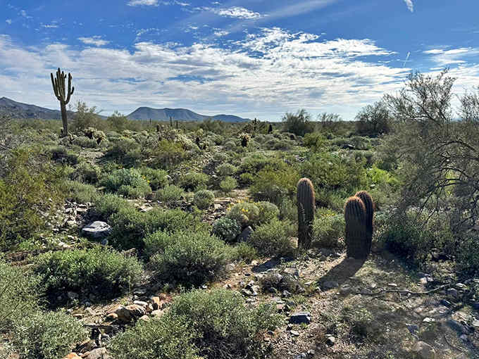 Young barrel cacti stand like desert children beside the trail, learning from their towering saguaro elders.