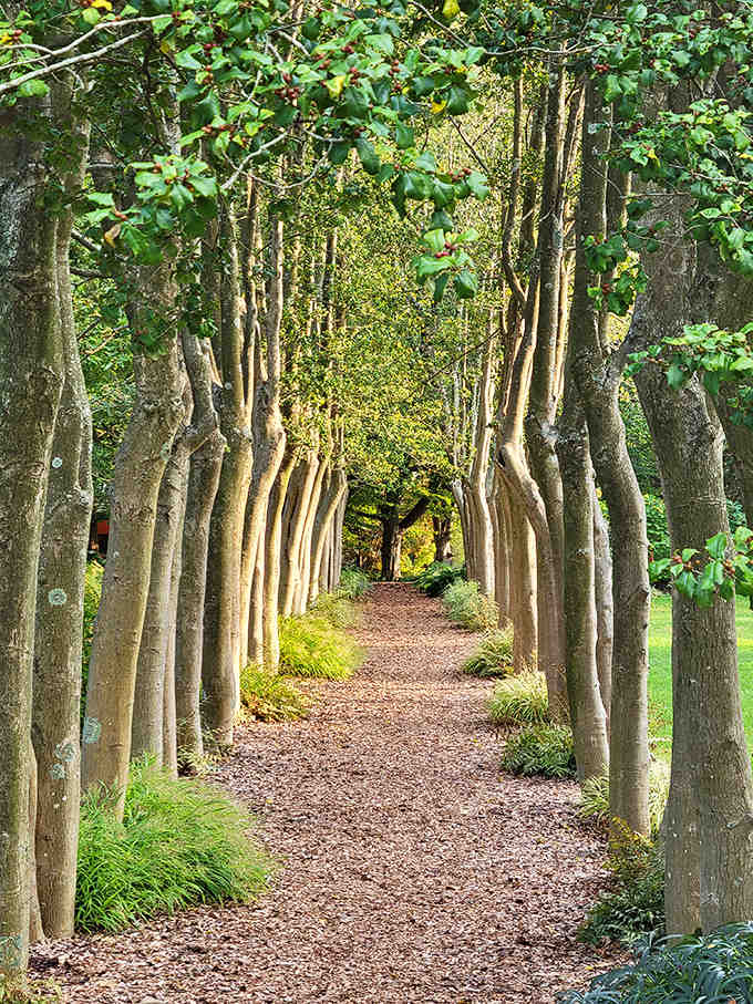 Perfectly aligned trees create a living tunnel that looks straight out of a European countryside painting.