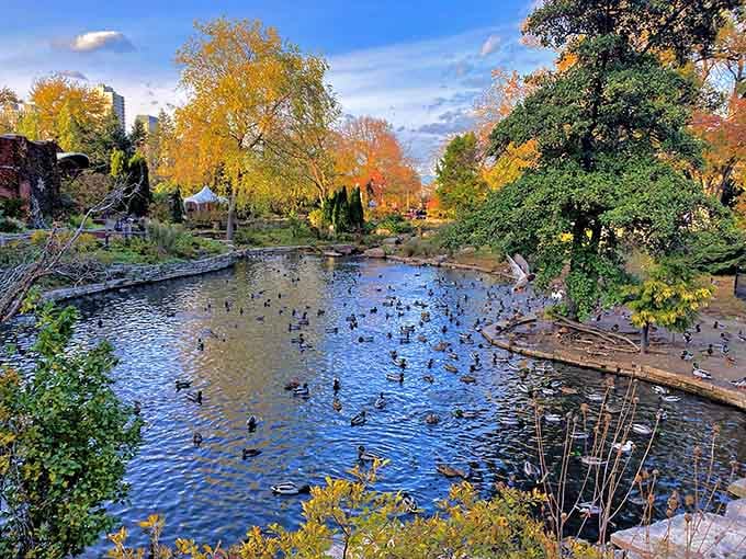 Ducks gather beneath brilliant fall foliage as golden leaves frame this peaceful urban oasis hidden within Lincoln Park's bustling surroundings.