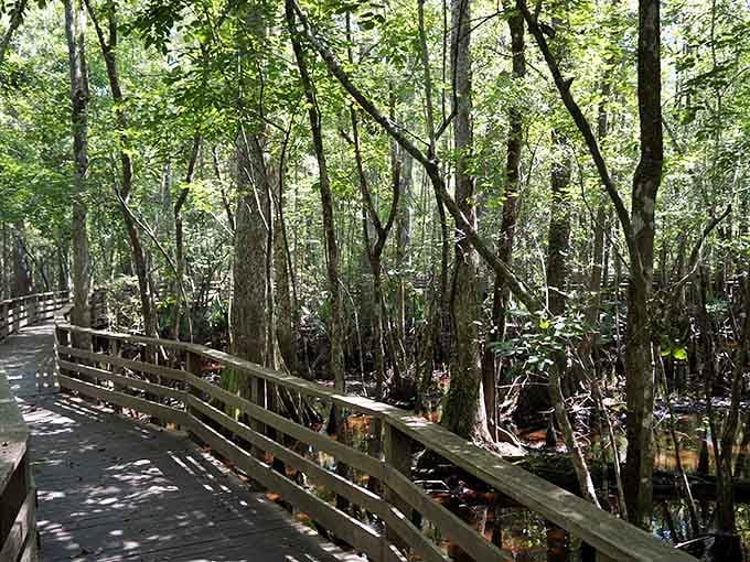 Dappled sunlight filters through the canopy, illuminating a path through one of nature's greatest cathedrals.