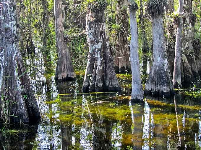 Ancient cypress trees stand like sentinels in dark water, guarding secrets older than our grandparents' grandparents.