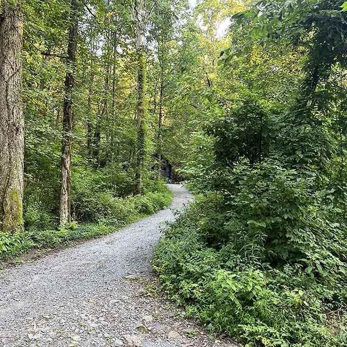 The path curves gently through lush greenery, disappearing around the bend like an invitation to discover what's waiting ahead.