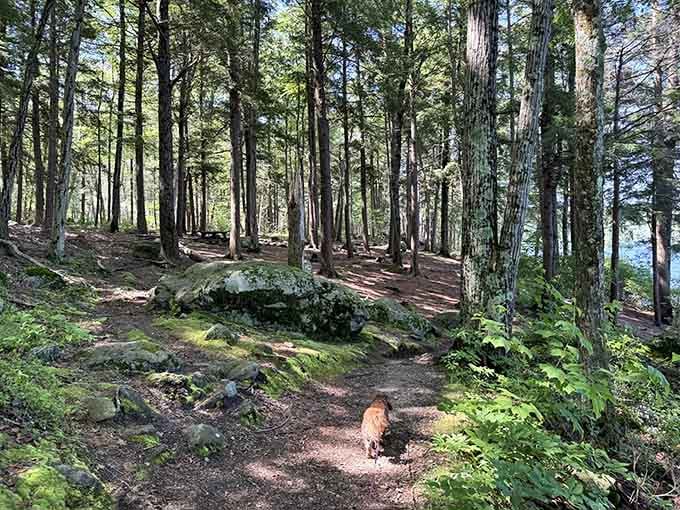 Towering pines stand sentinel along this shaded path where soft needles cushion each step like nature's own carpet.