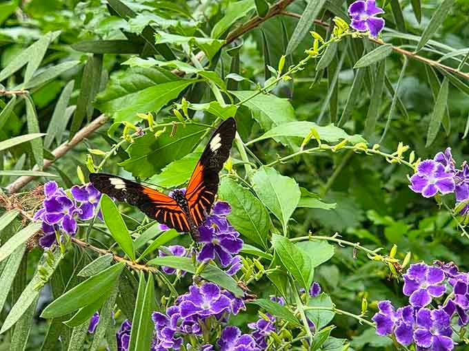 A butterfly pauses on purple blooms, showing off wings that look hand-painted by someone with serious artistic talent.