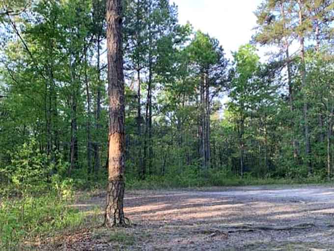 Just an ordinary clearing in the woods, except nothing grows here and your dog refuses to step inside.