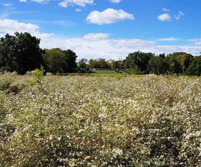 Wildflowers blanket the meadow in creamy white blooms, stretching toward the horizon like nature's own welcome mat.