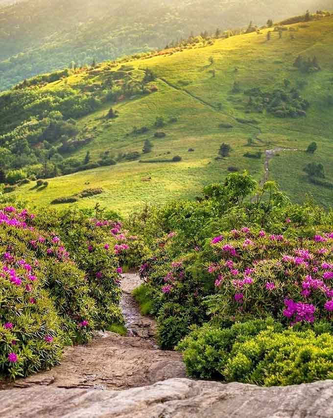 Purple rhododendrons frame golden meadows in a spectacular display that rivals any English countryside garden scene.