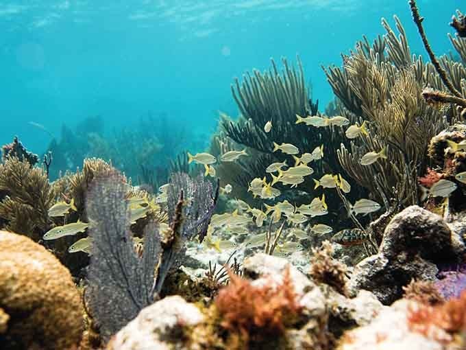 Yellow and silver fish dart between sea fans and coral fingers in this protected reef ecosystem.
