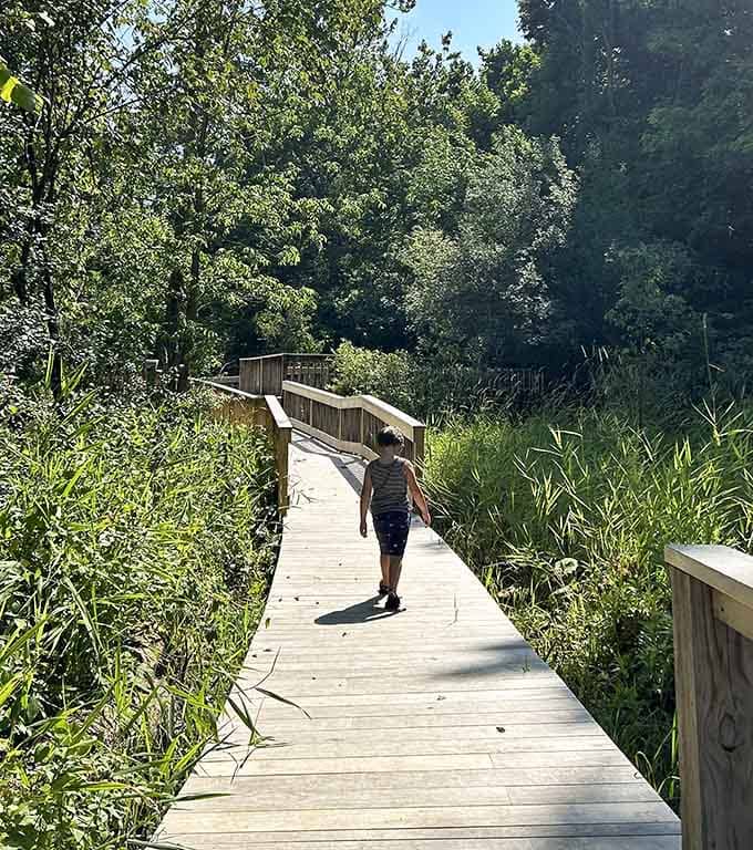 Summer's lush boardwalk meanders through tall grasses where young explorers discover nature's secrets around every bend.