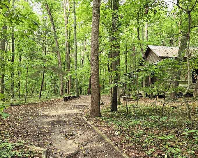 A weathered cabin peeks through the trees, adding a touch of rustic charm to this serene woodland setting.