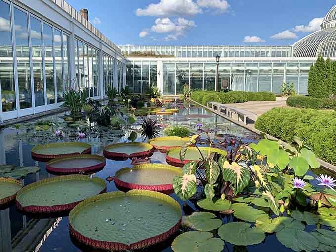 Giant lily pads float like nature's dinner plates, their crimson undersides adding drama to this glassy indoor paradise.