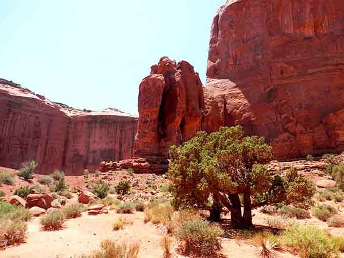 A lone tree survives among these ancient red giants, proving life finds a way even here.