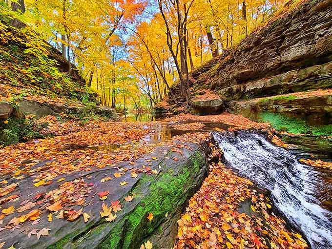 The autumn canopy overhead creates a tunnel of fire-colored leaves framing the rushing stream below perfectly.