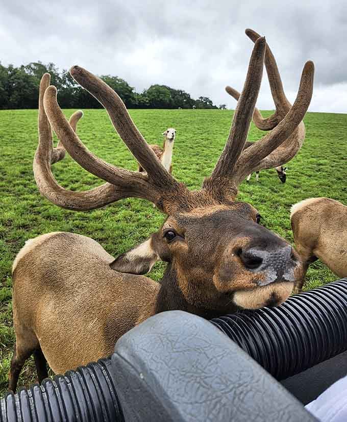 Those magnificent antlers frame a face that's clearly accustomed to admiration. This deer knows exactly how majestic he looks up close.