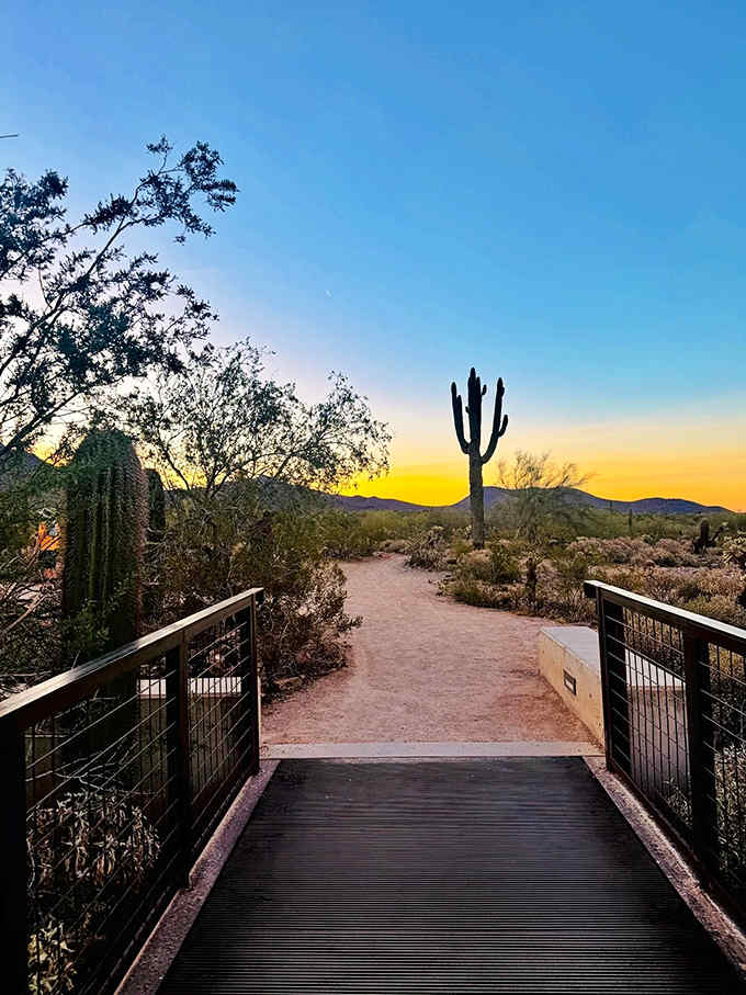 Sunset paints the sky golden while this wooden bridge invites you into the saguaro forest's evening embrace.