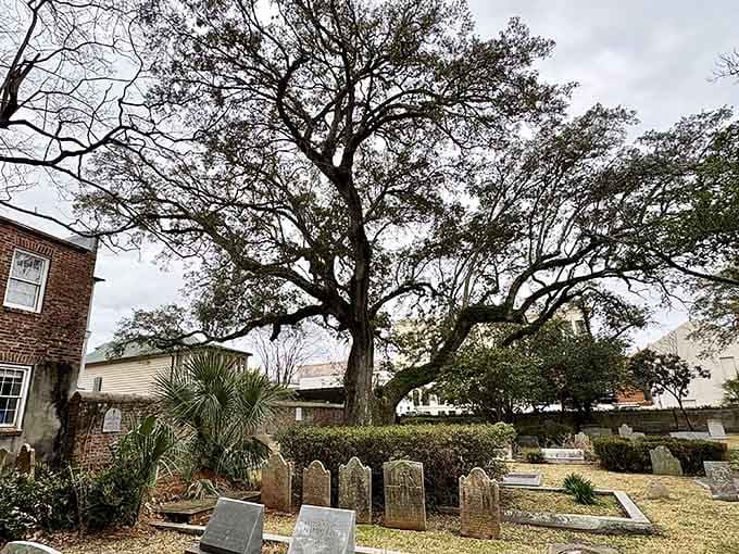 The cemetery's massive oak tree has witnessed more history than any textbook, its roots intertwined with Charleston's very foundation.