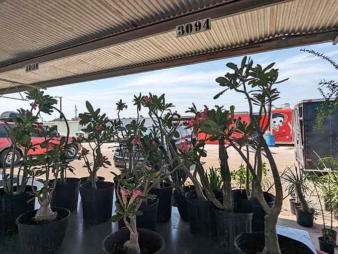 Desert roses and succulents bask in the sunshine, proving that even plants enjoy a good weekend market.