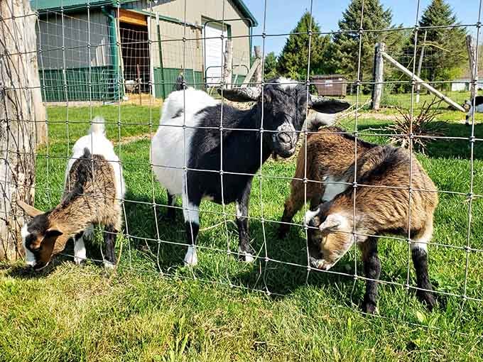 Farm life meets small-town charm where goats pose like they're auditioning for Michigan's next tourism campaign.