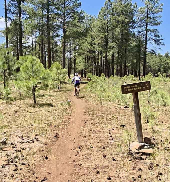 That trail disappearing into the forest is basically nature's way of saying "trust me on this."