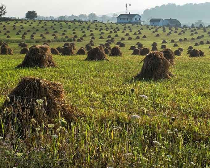 Those neat hay bundles dotting the fields represent traditional farming methods still practiced daily in Arthur's surrounding countryside.