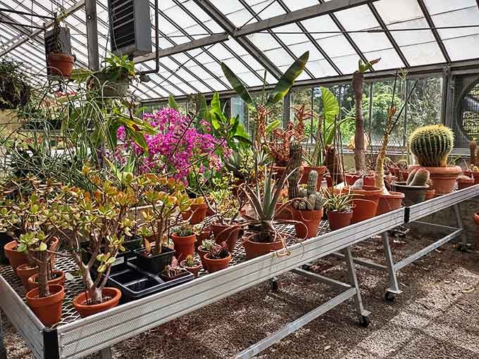 Inside the greenhouse, exotic plants and cacti thrive like they're on permanent tropical vacation in Connecticut.