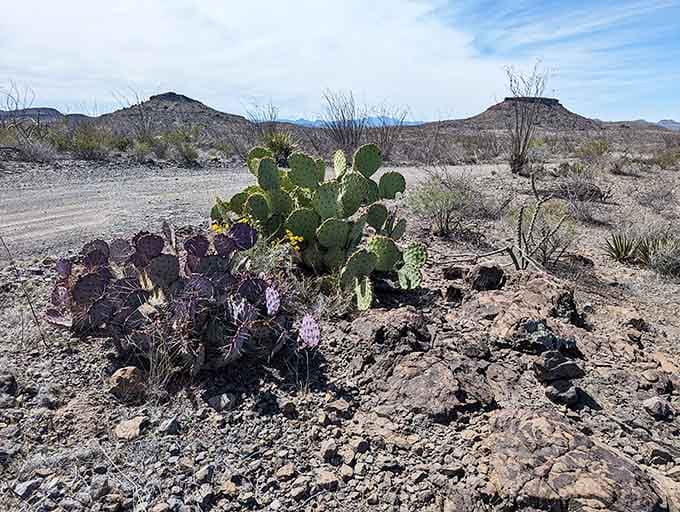 Even the cacti here seem to strike dramatic poses, as if they know they're part of something special.
