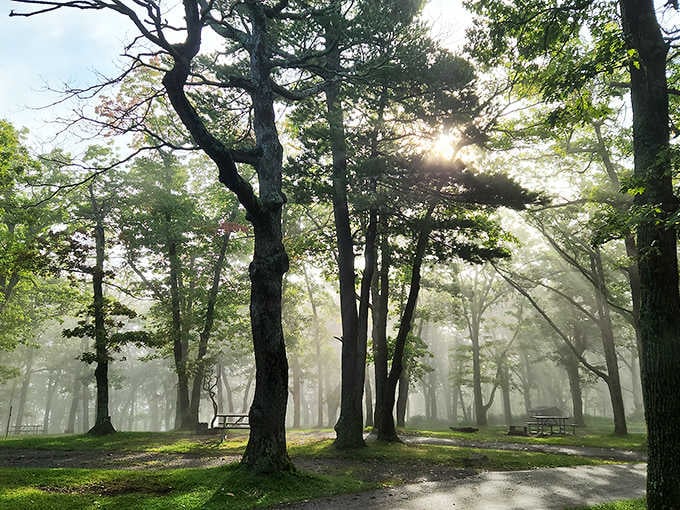 Morning mist threading through towering trees, creating that ethereal forest vibe that makes you whisper without knowing why.