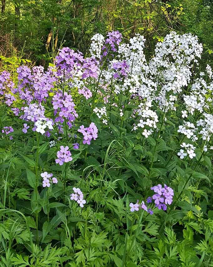 Spring wildflowers burst forth in purple and white clusters, putting on a show that would make any Broadway production jealous.