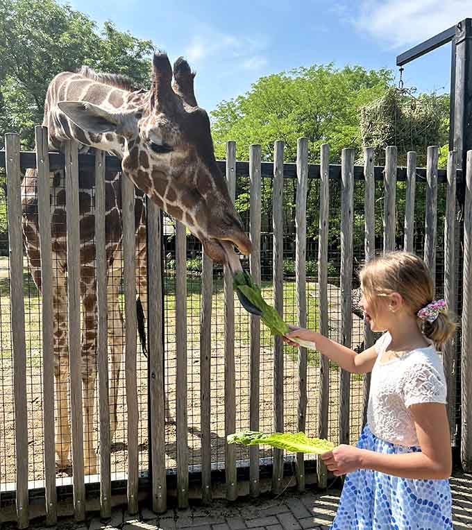 Hand-feeding a giraffe is the kind of bucket list moment that makes your Instagram followers genuinely jealous.