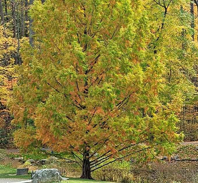 This tree's fall wardrobe puts your entire closet to shame with its gradient gold-to-green masterpiece.