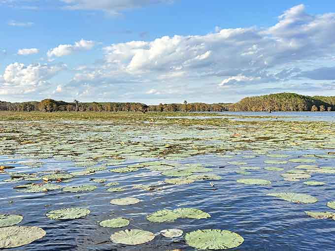 Lily pads blanket the water like nature's own floating garden, creating a scene Monet would envy.