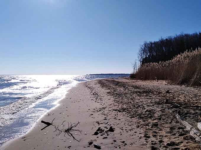 The beach stretches out like an invitation, promising shark teeth and solitude in equal measure today.