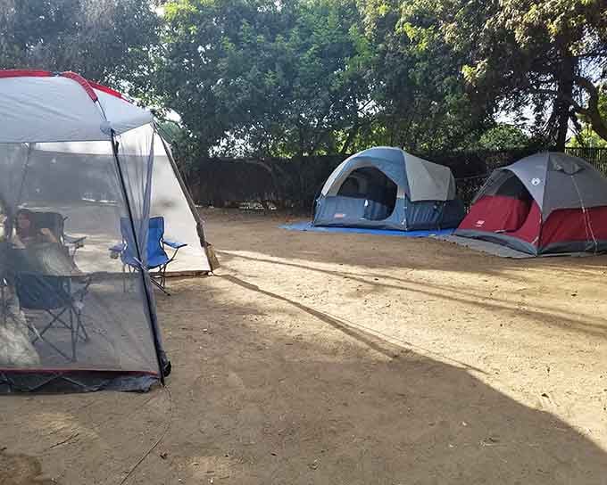 Tent camping here means roughing it with neighbors, shade trees, and surprisingly civilized amenities nearby.