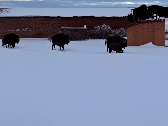 Winter transforms the park into a scene so picturesque, even the bison look like they're posing for postcards.
