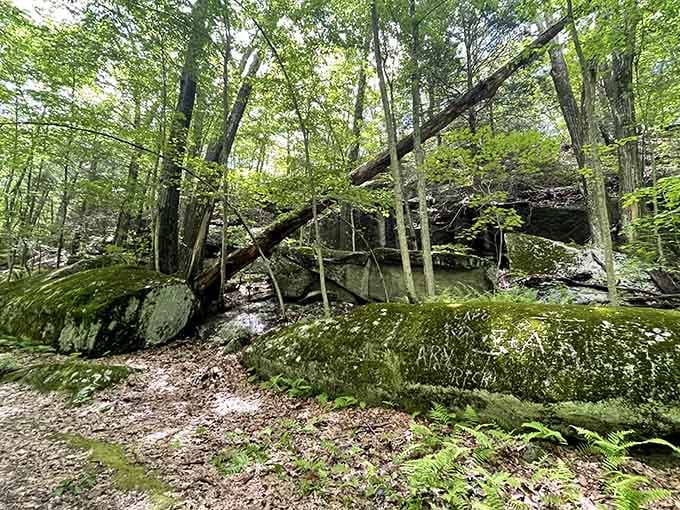 Moss-covered boulders and fallen trees create a scene straight out of a Tolkien novel, minus the hobbits.