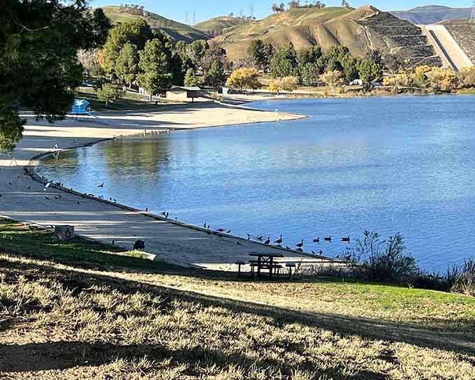 Morning light transforms the lagoon into a postcard, with ducks gathering for their daily constitutional along the peaceful shore.