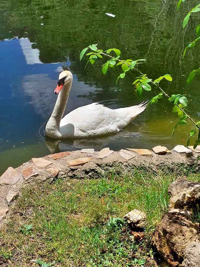 This elegant swan glides through the water like it's auditioning for a nature documentary.