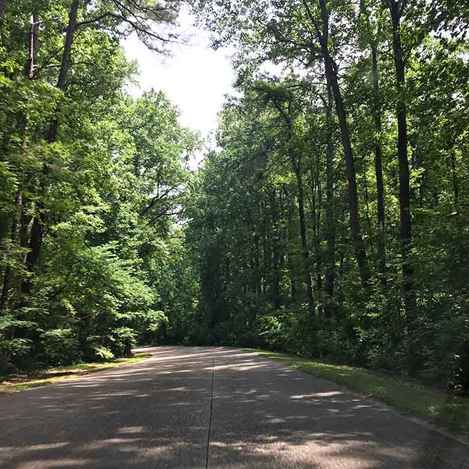 Dappled sunlight through the canopy, nature's own light show that never charges admission or sells out.