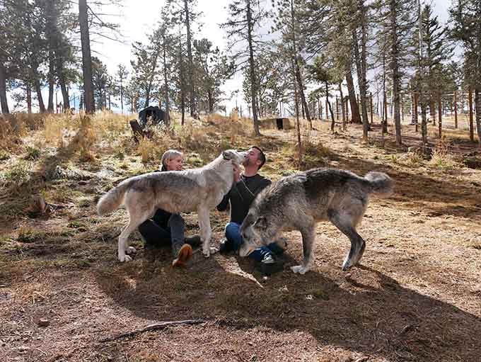 Two visitors discover that wolf cuddles are the ultimate Colorado souvenir, no gift shop required.