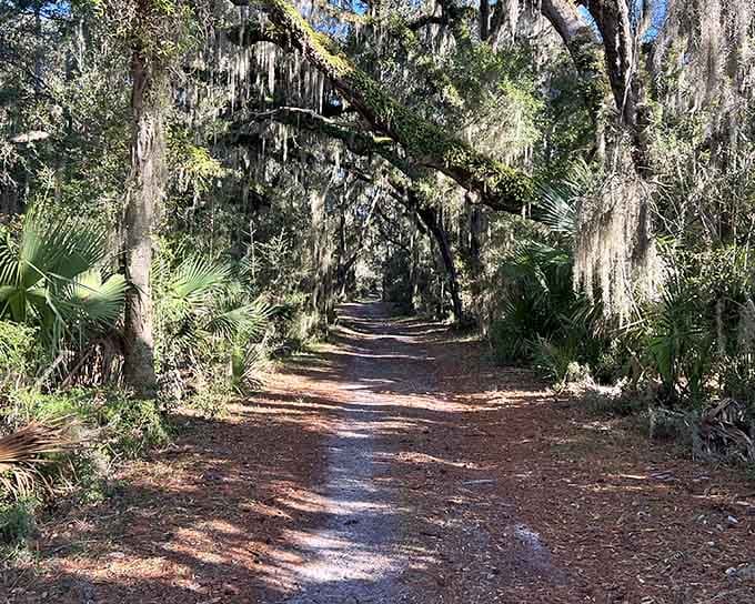 Spanish moss creates natural cathedral ceilings along trails where time slows down and modern worries fade into the background.