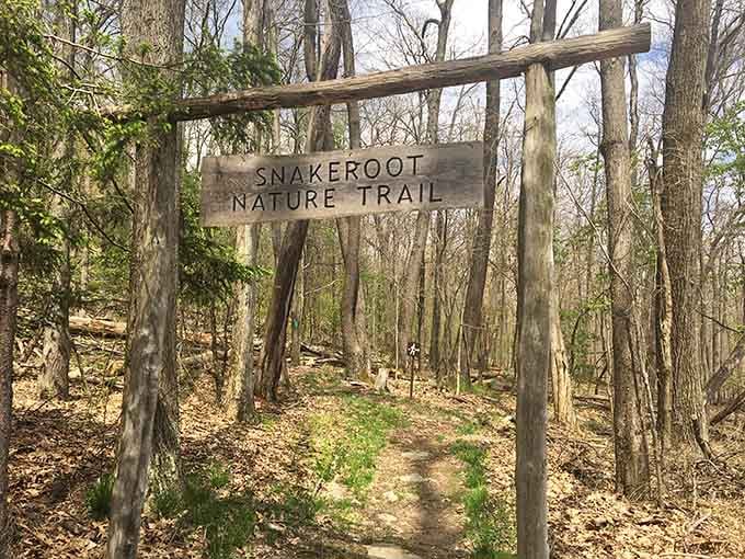 The Snakeroot Nature Trail promises adventure without the actual snakes, thankfully, just peaceful woodland wandering.