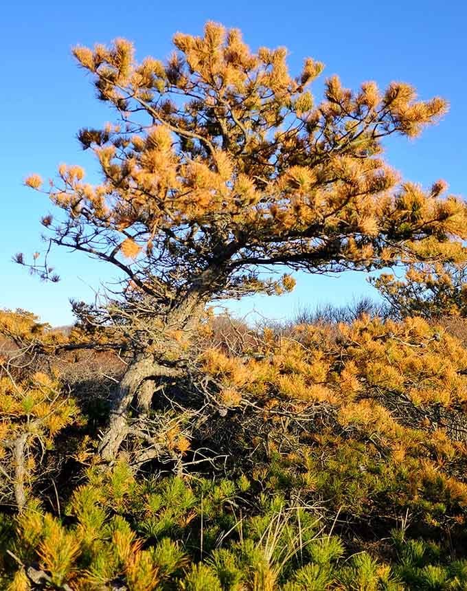 This wind-sculpted tree has seen some things and refuses to grow in any conventional direction whatsoever.