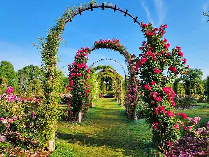 Walking through these rose-draped arches feels like entering a secret garden, except everyone's invited and admission is free.