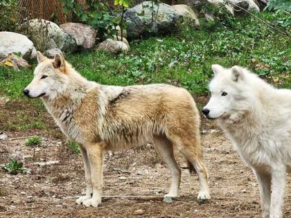 The Charming Minnesota Town Where You Can Watch A Live Wolf Pack Up Close