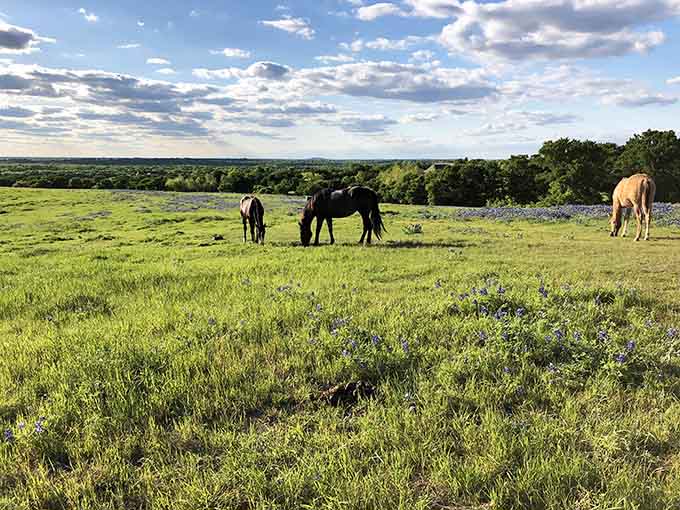 Horses grazing among wildflowers is the kind of scene that makes you wonder why anyone lives in cities.